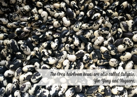 Orca Heirloom Beans for Dinner - Adriana's Best Recipes