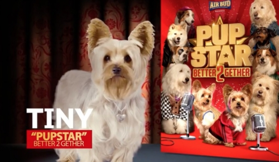 Entrevista con Tiny la Estrella PUP STAR - Adriana's Best Recipes