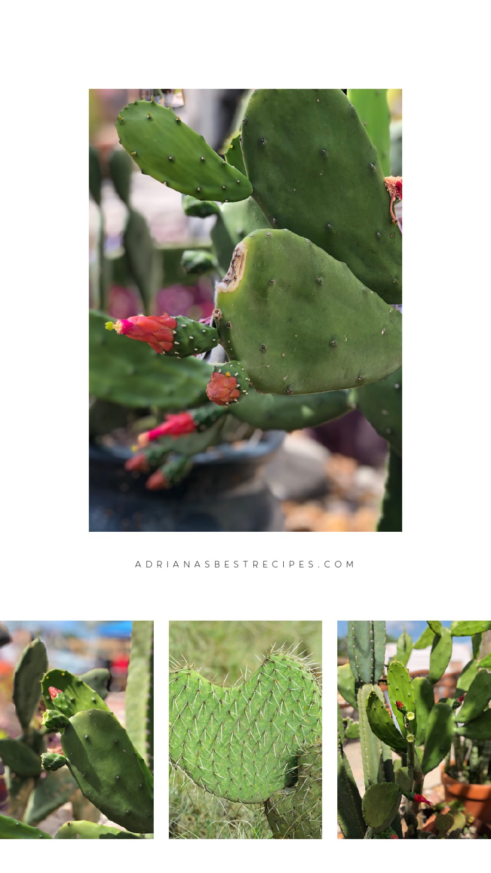 Cactus Salsa or Mexican Nopalitos - Adriana's Best Recipes